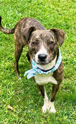 All The Dogs Alabama