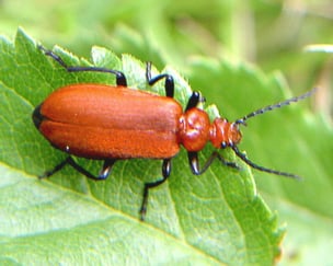 Beetles | bugsandweeds