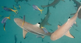 Découvrir les requins : rôle, espèces et protection | Shark Education Club