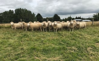 Arkley Farm - Ohio Poll Dorset Stud | Terminal Sire | NZ | Arkley Farm ...