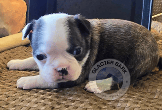 Available Boston Terrier Puppies | Oregon, Washington, Montana ...
