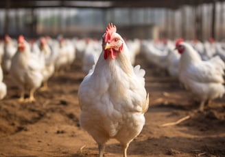 Buy Fresh Organic Eggs Online | Sams Fresh