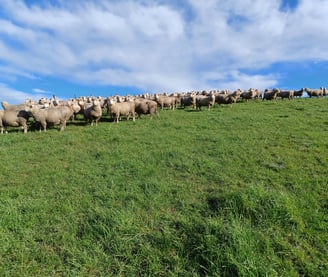 Arkley Farm - Ohio Poll Dorset Stud | Terminal Sire | NZ | Arkley Farm ...