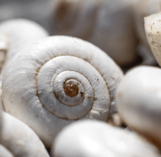 creative ideas to inspire your snail shell art projects | SnailySnail ...