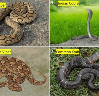 Essential Guide to Venomous Snakes in India | Just Safety