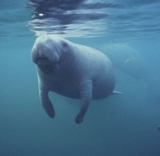 Manatee Awareness Month | We Care Florida