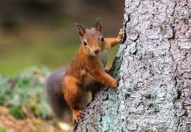 A Rare Discovery Red Squirrels Found in Yorkshire Dales | OMA ROARS