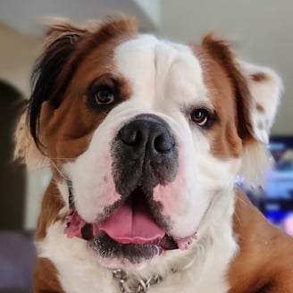 Fishers Coastal Bulldogges | Olde English Bulldogges & Mammoth Bulldogs ...