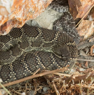 Project Rattlecam | Explore the Secret LIves of Rattlesnakes ...