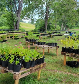 Discover the Beauty of Nature at Our Plant Nursery and Specialty Cut ...