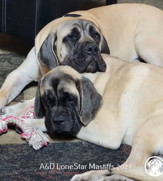 English Mastiff Breeder | North of Houston | Puppies | Southern Star ...