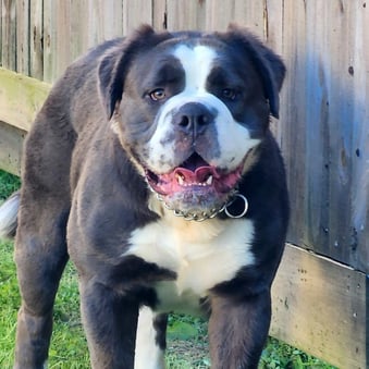 Fishers Coastal Bulldogges | Olde English Bulldogges & Mammoth Bulldogs ...