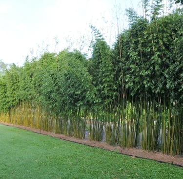 More About Bamboo