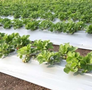 Mulch Films | Jagsonz