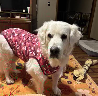 Recovery Surgery Suits for Large Breeds | Chris the Critter Sitter