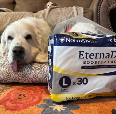 Recovery Surgery Suits for Large Breeds | Chris the Critter Sitter