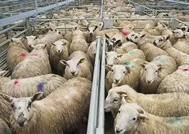 Next Destination Trading: Diverse B2B Products | NEXT DISTINATION ...