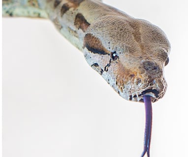 MEET THE REPTILES | Snakes Alive with Rick