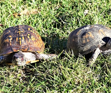 MEET THE REPTILES | Snakes Alive with Rick