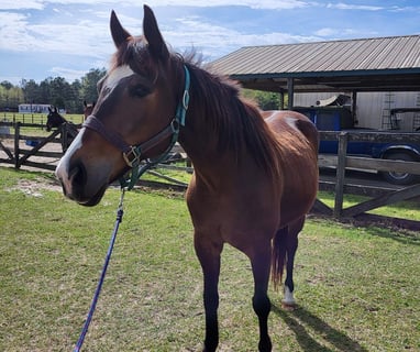 Adoption, Rehabilitation, and Sanctuary for Horses | Donations ...