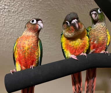 Best Beaks - Small Aviary Specializing in Green Cheek Conures | BestBeaks