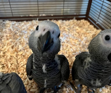 Best Beaks - Small Aviary Specializing in Green Cheek Conures | BestBeaks