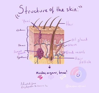 Layers of the Skin | Skinform - Patient Information Website