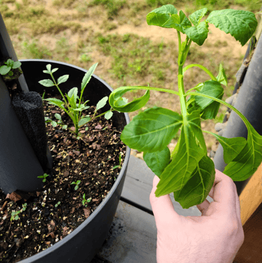 Advantages of the hydroponic farm over conventional cultivat | 180 Pipe ...