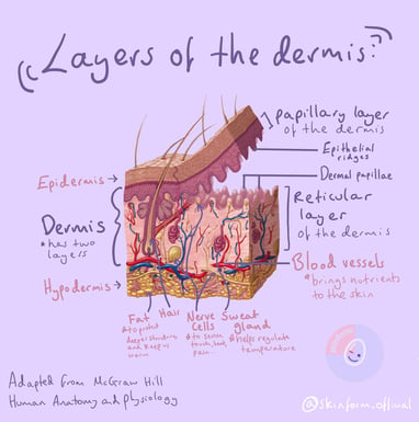 Layers of the Skin | Skinform - Patient Information Website