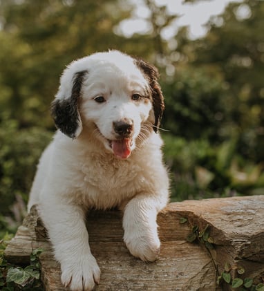 Explore Doodle Types - Bernedoodle & Goldendoodle Puppies ...