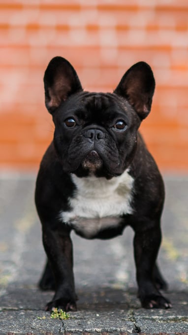 French bulldog kennel, Prancūzų buldogų veislynas, LKD FCI | Prancūzų ...