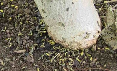 elm leaf beetle pupae and larvae at the base of an elm tree
