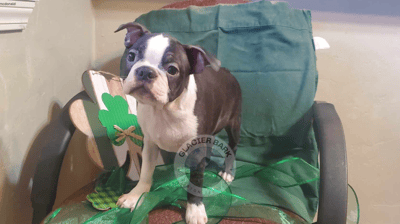 Available Boston Terrier Puppies | Oregon, Washington, Montana ...