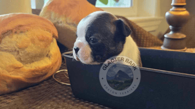 Available Boston Terrier Puppies | Oregon, Washington, Montana ...