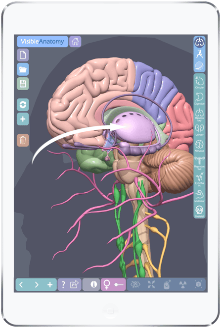 Physical 3D Model | Visible Anatomy