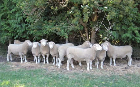 Arkley Farm - Ohio Poll Dorset Stud | Terminal Sire | NZ | Arkley Farm ...