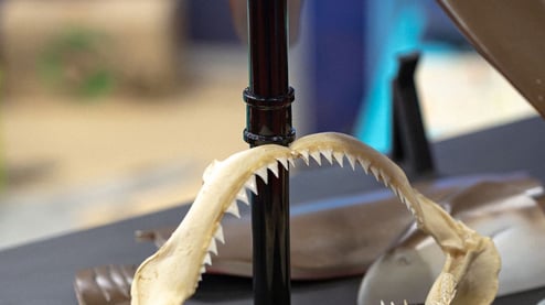L'anatomie des requins | Shark Education Club