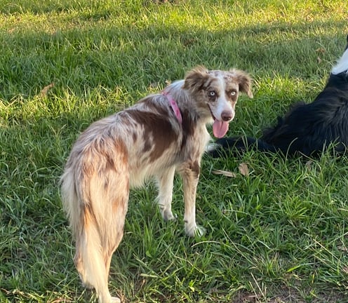 About | Bellamiscela Border Collies PureBred Pedigree