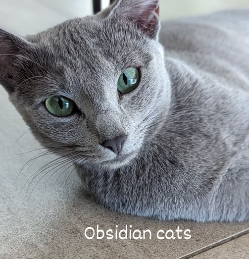 Élevage de Chats Bleu Russe en France- bleu russe PACA | Chatterie des ...