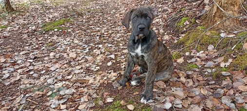 Galerie photo de nos chiens divers et variés | Alanos espagnol des ...