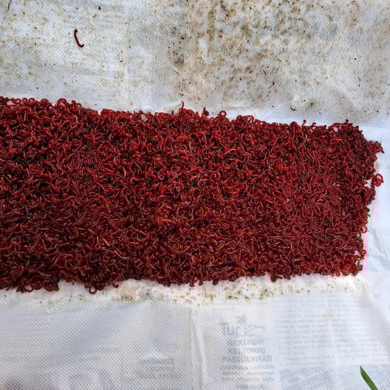 Fishing Fan Club - Žūklės rezultatai ir klubo varžybos | The Bream Bandits