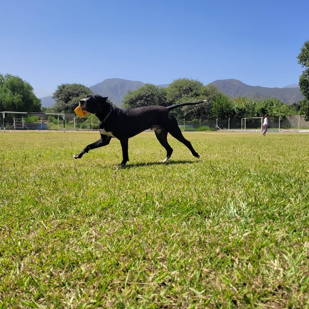 Asociación del Perro Pampa Argentino