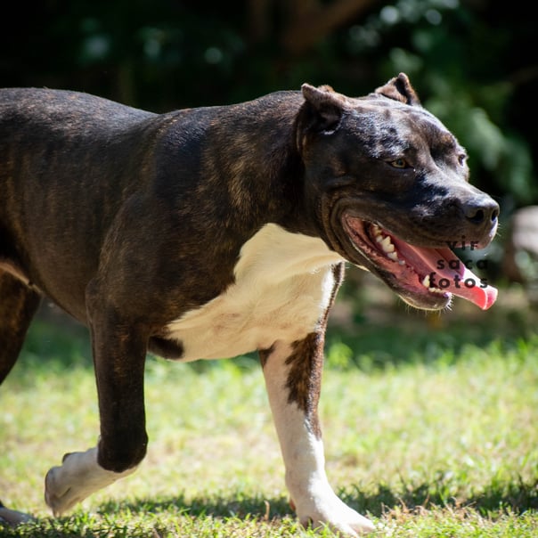 Asociación del Perro Pampa Argentino