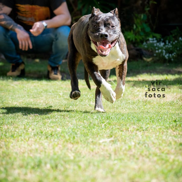 Asociación del Perro Pampa Argentino