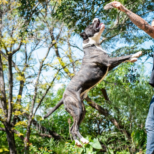Asociación del Perro Pampa Argentino
