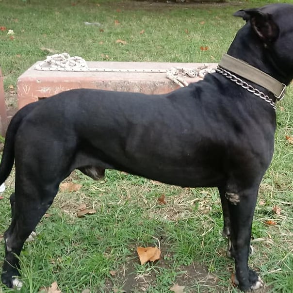 Asociación del Perro Pampa Argentino