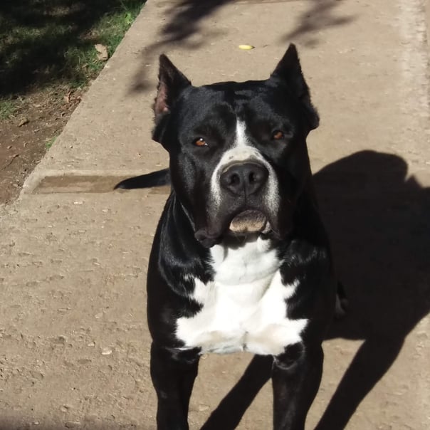 Asociación del Perro Pampa Argentino