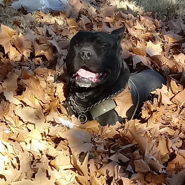 Asociación del Perro Pampa Argentino