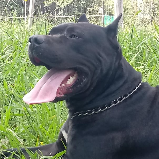 Asociación del Perro Pampa Argentino