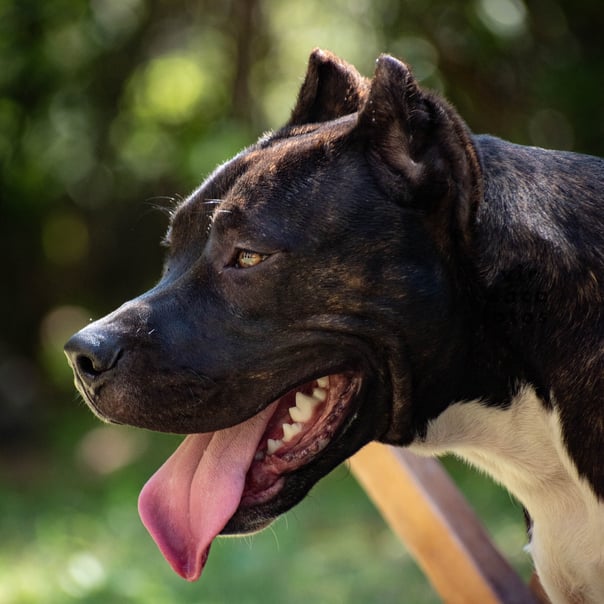 Asociación del Perro Pampa Argentino